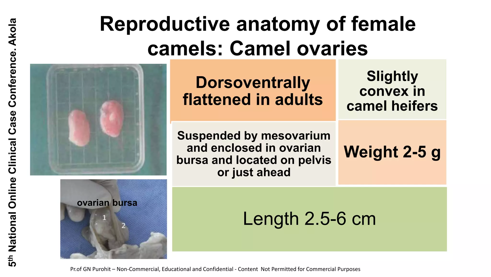 Camel reproduction some facts | PPTX