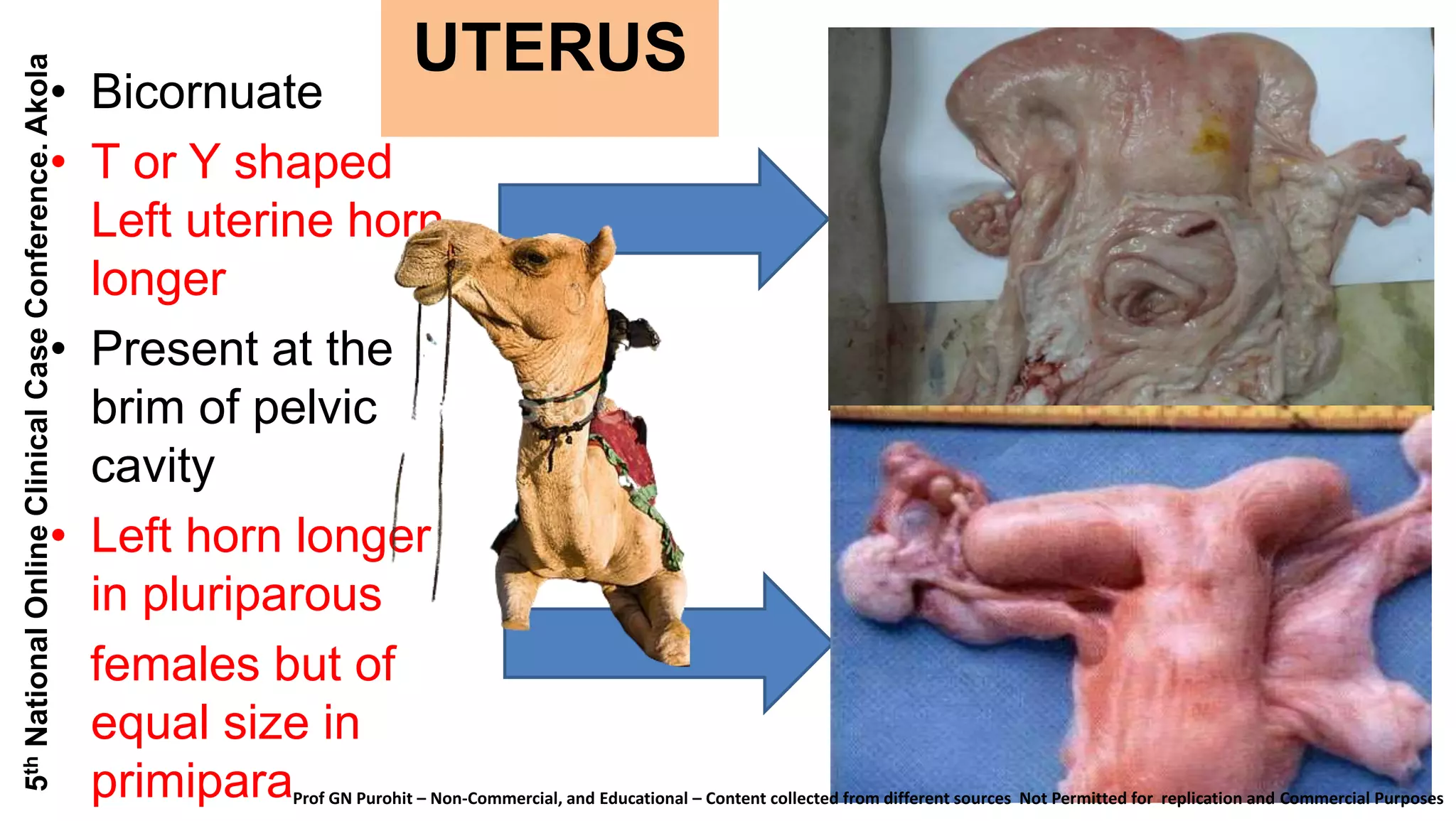 Camel reproduction some facts | PPTX