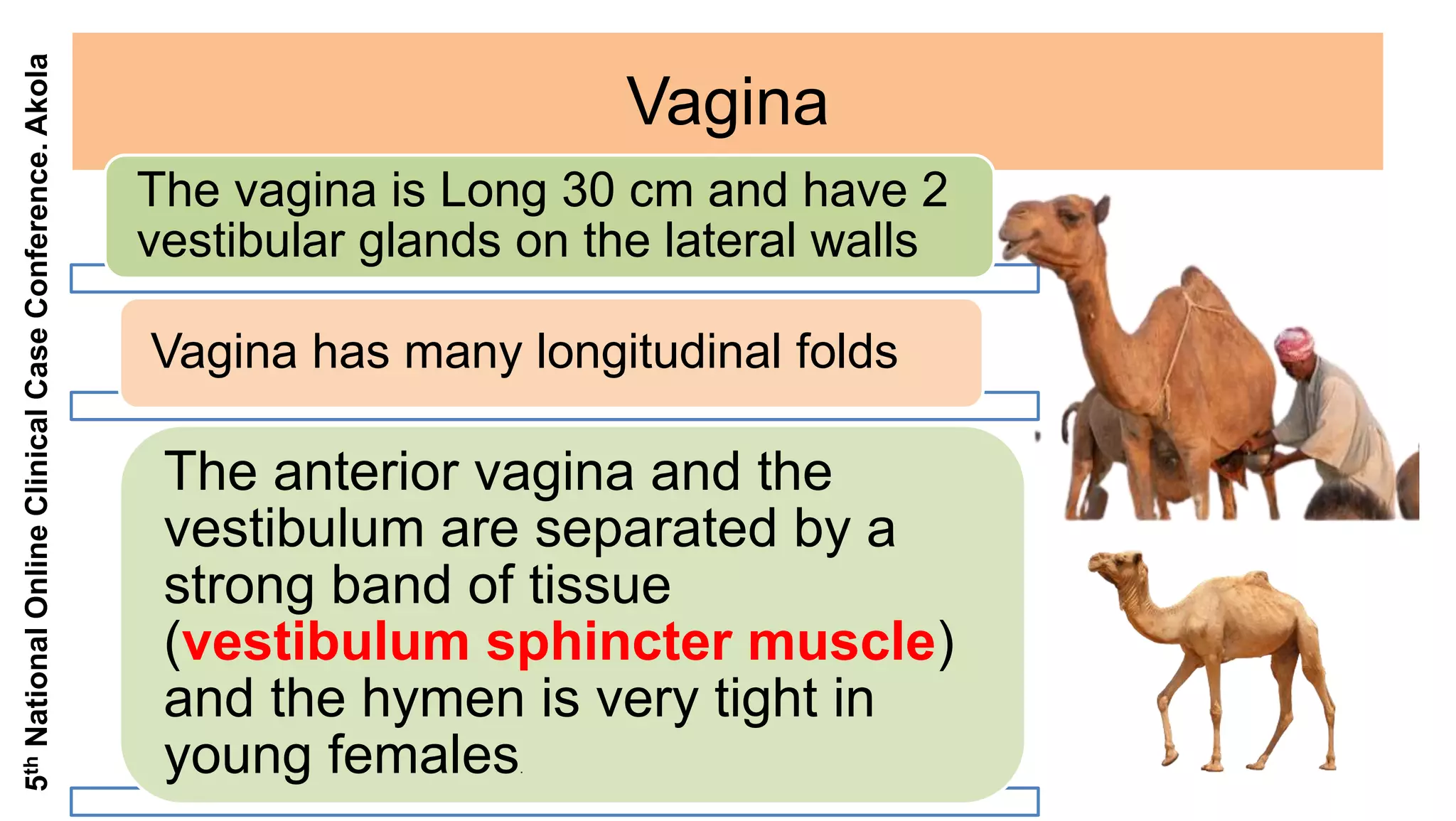 Camel reproduction some facts | PPTX