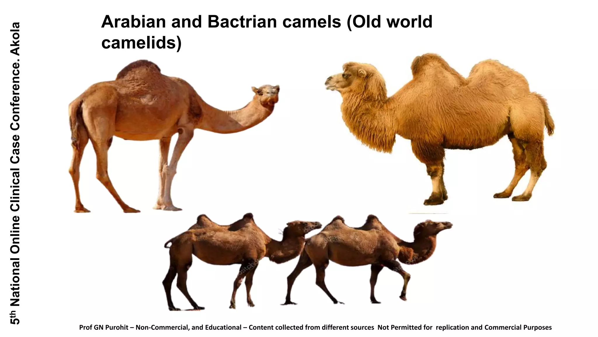 Camel reproduction some facts | PPTX