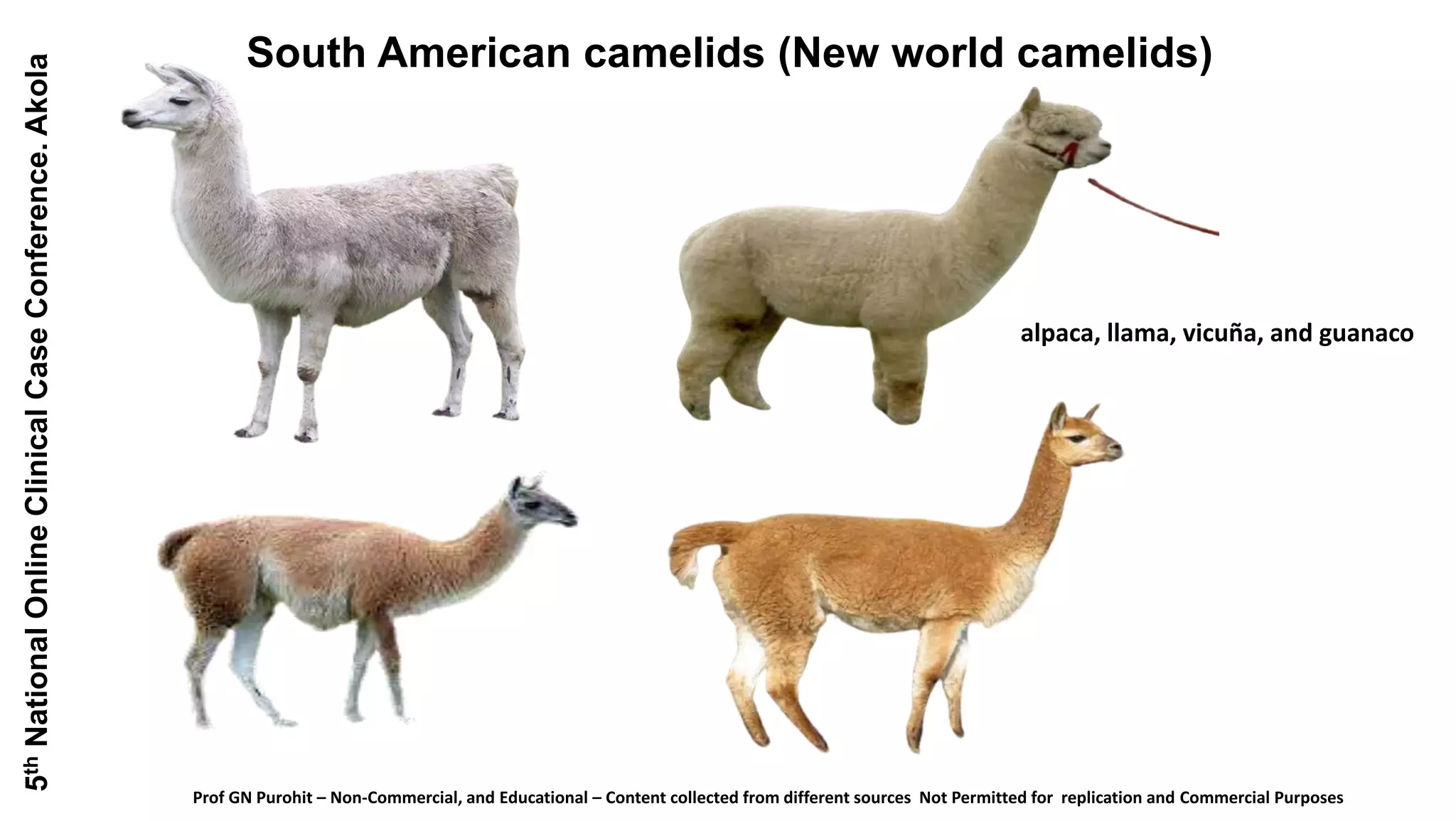 Camel reproduction some facts | PPTX