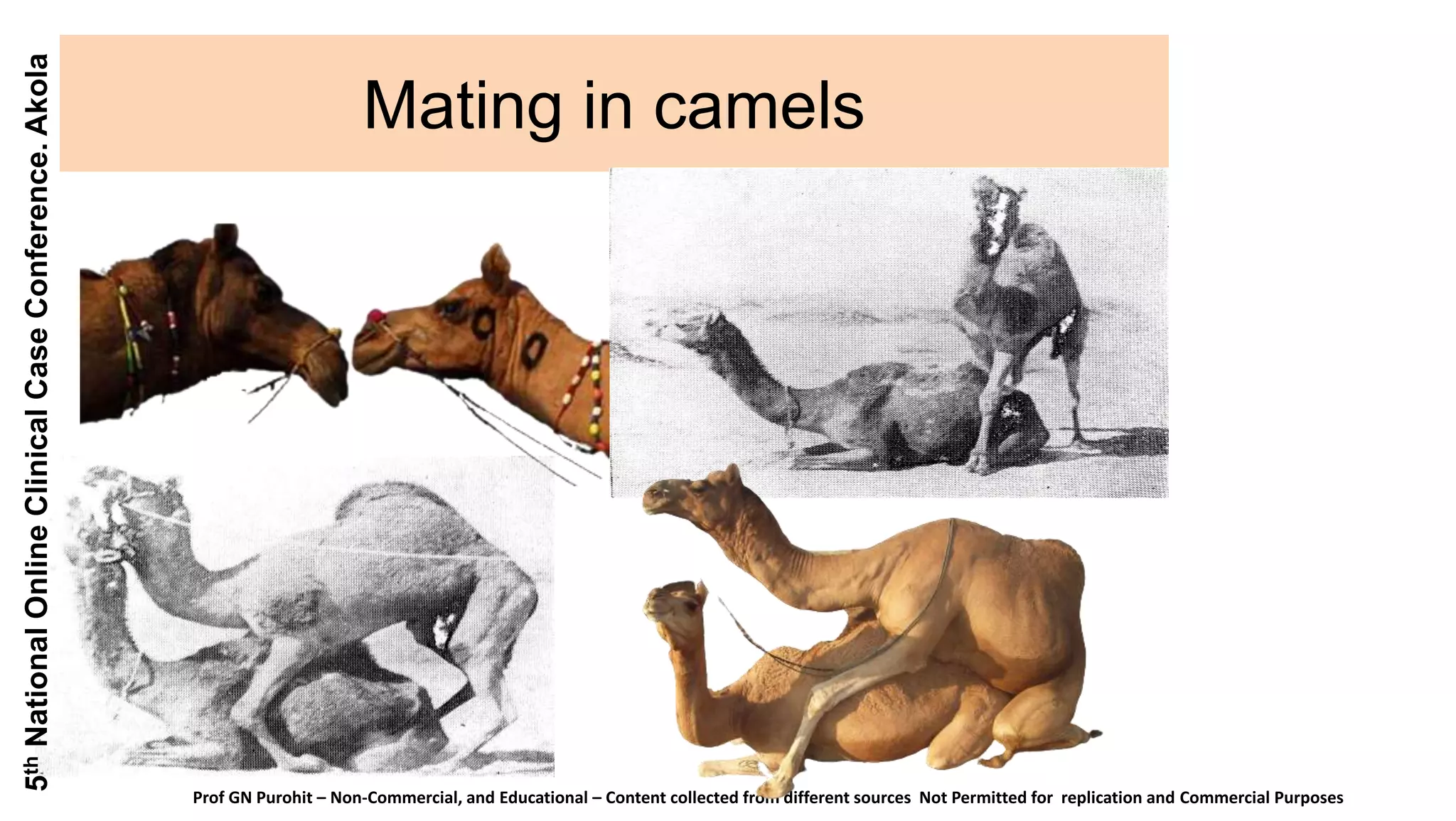 Camel reproduction some facts | PPT