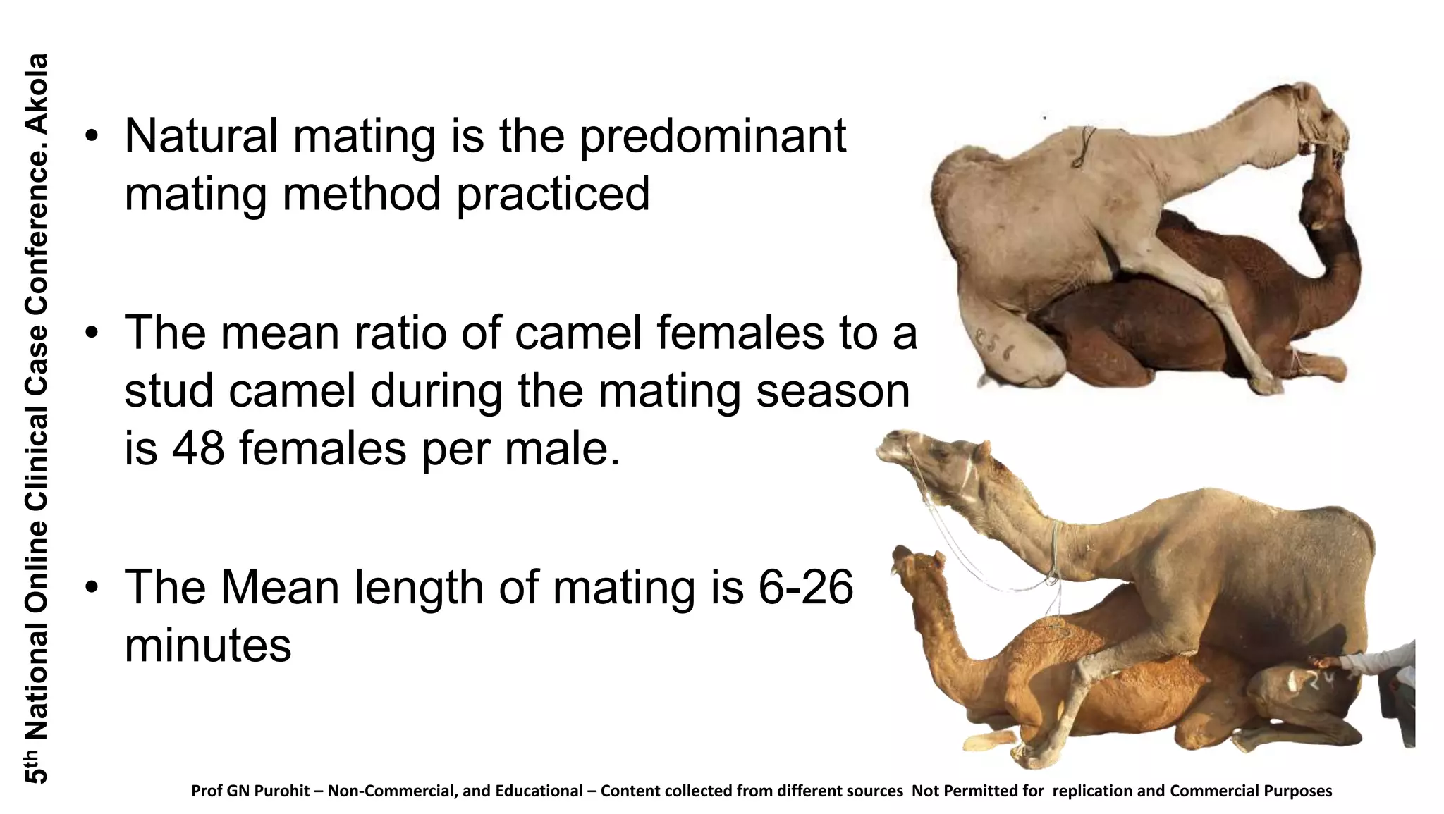 Camel reproduction some facts | PPT