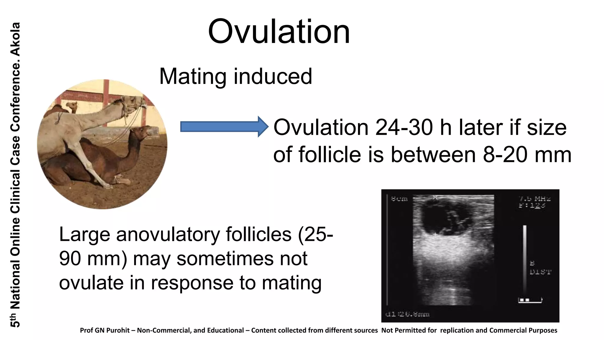 Camel reproduction some facts | PPTX