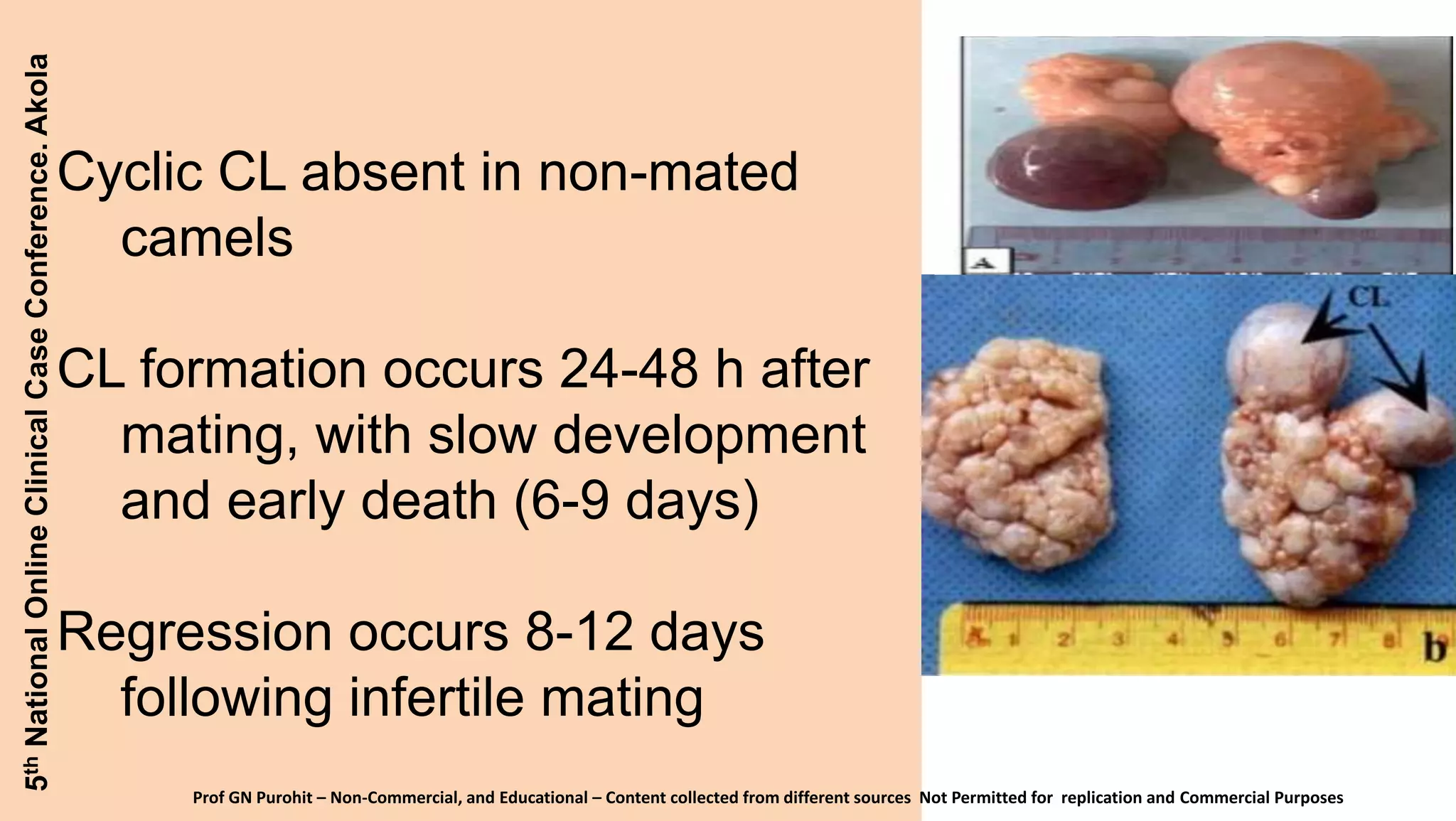 Camel reproduction some facts | PPTX