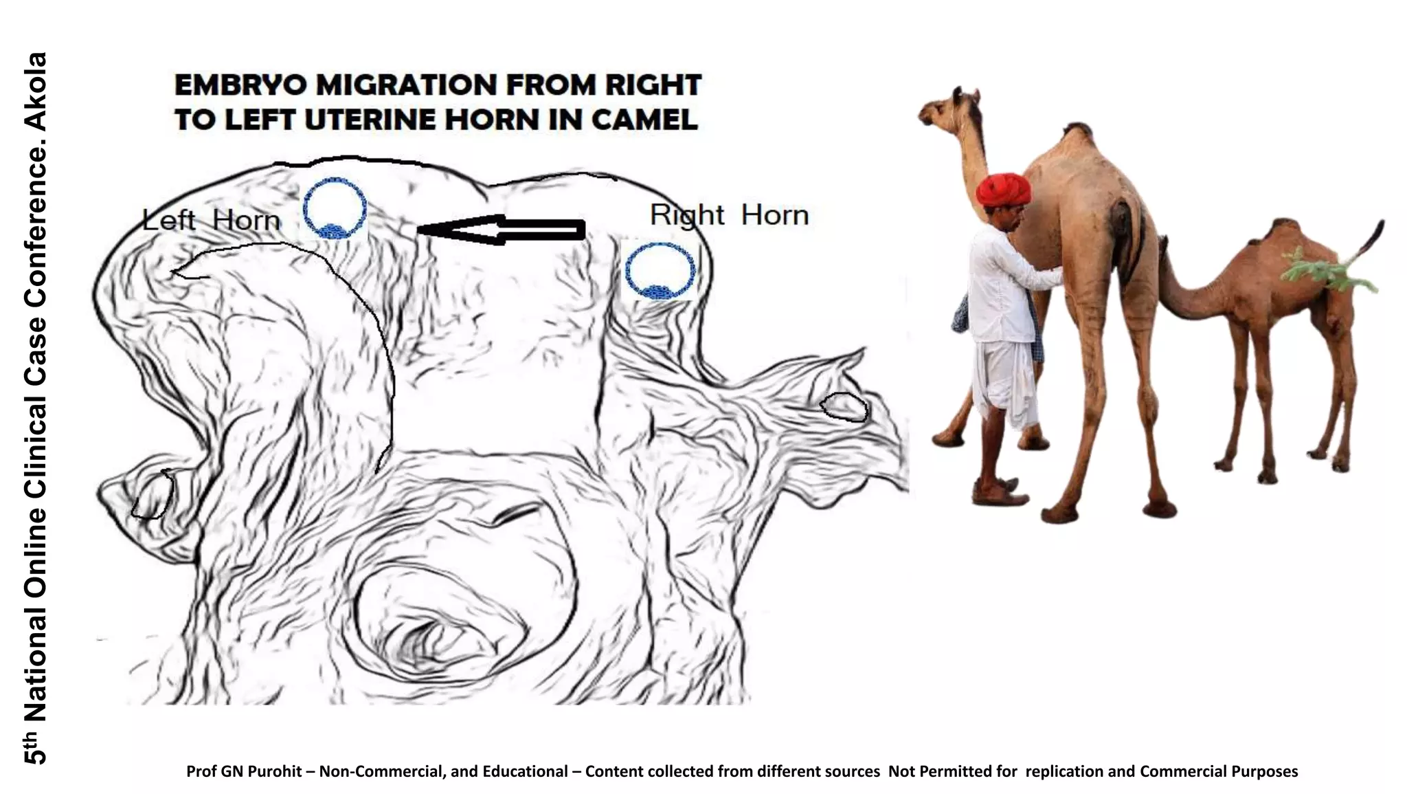 Camel reproduction some facts | PPT