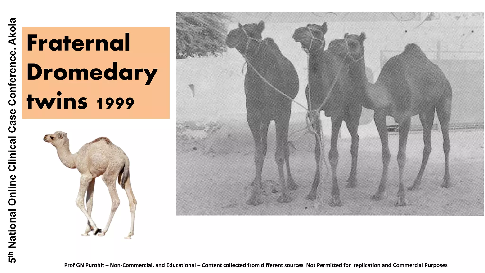 Camel reproduction some facts | PPTX