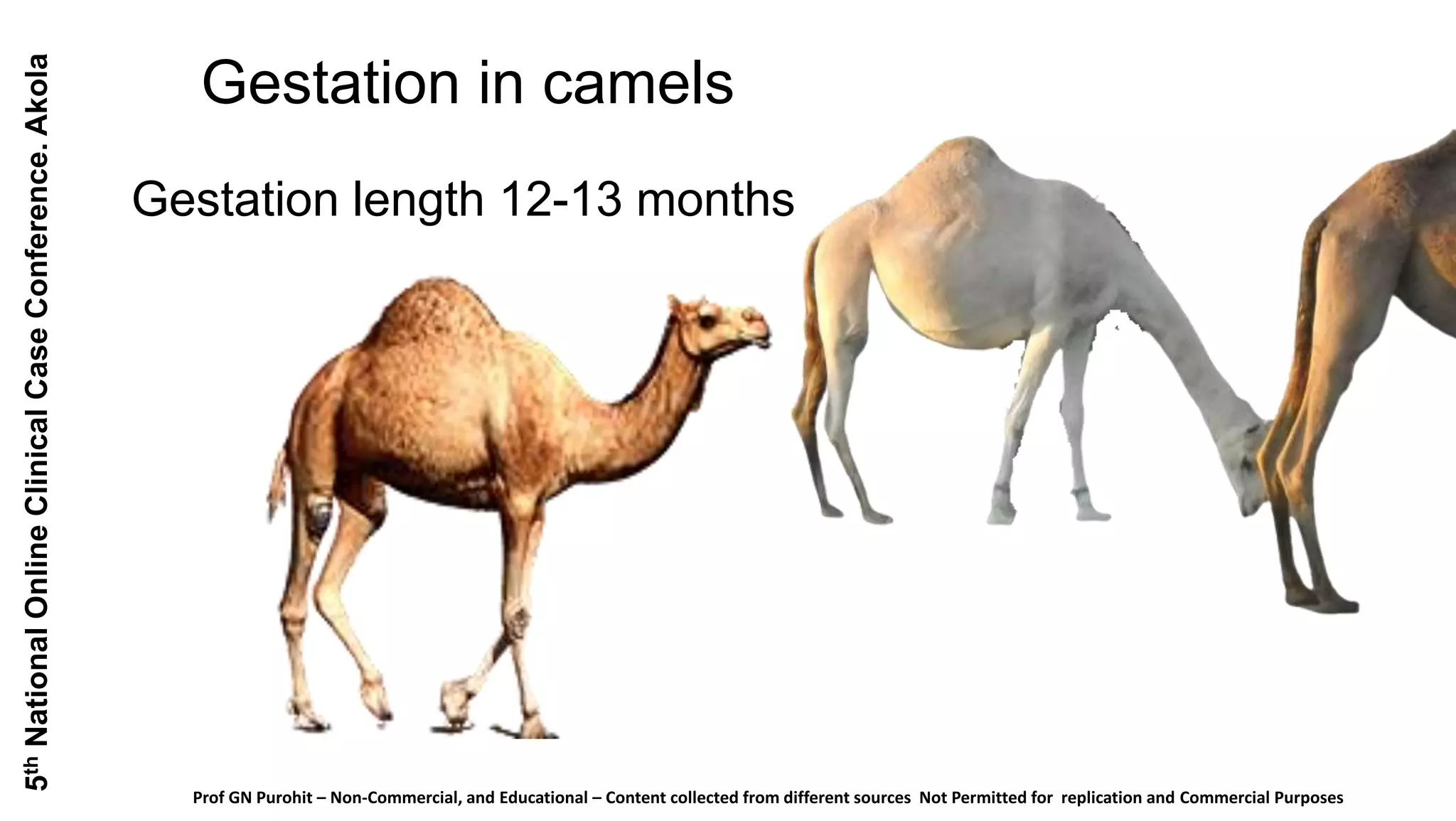 Camel reproduction some facts | PPT