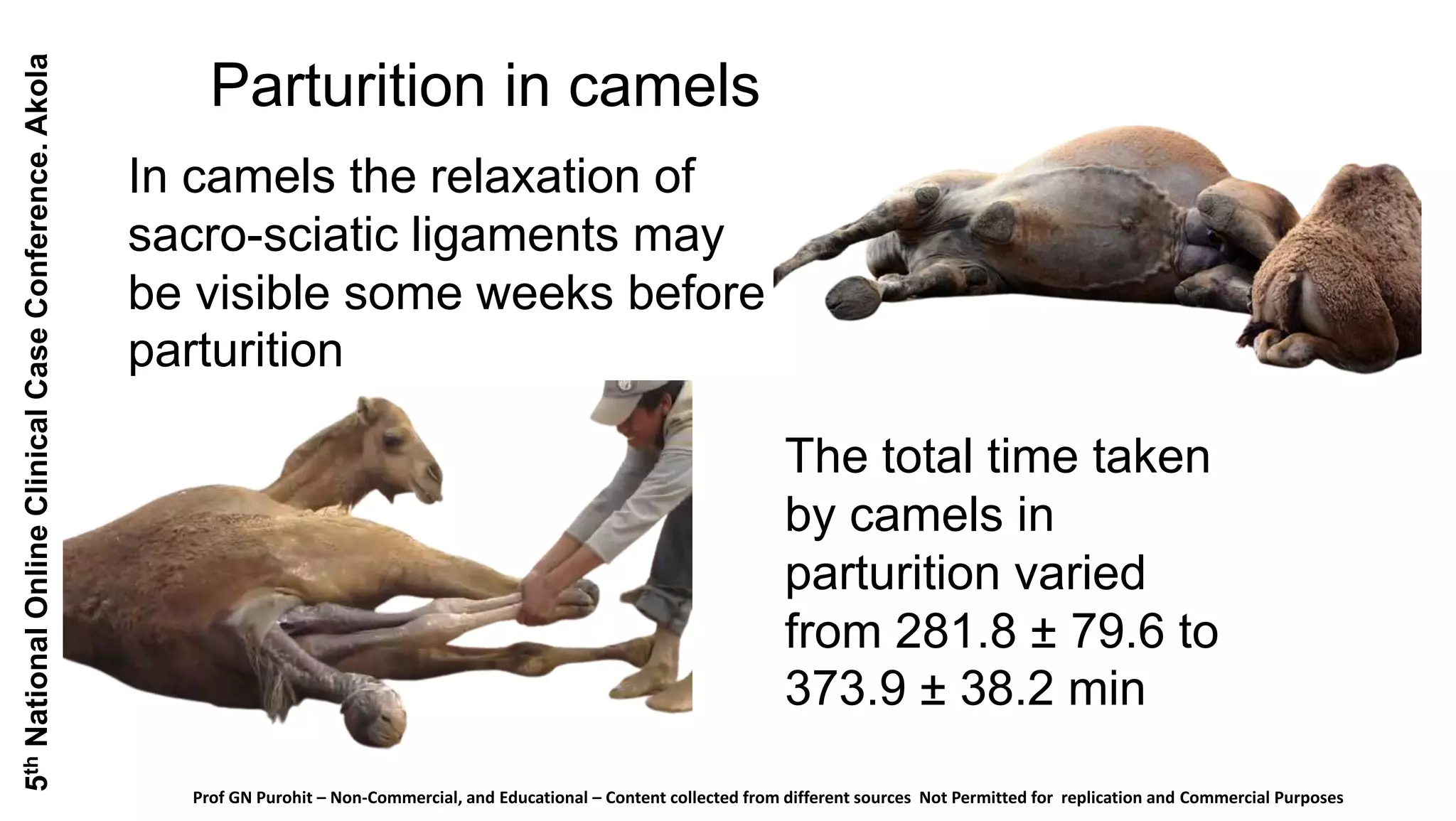 Camel reproduction some facts | PPT
