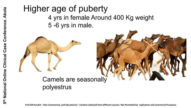 Camel reproduction some facts | PPT