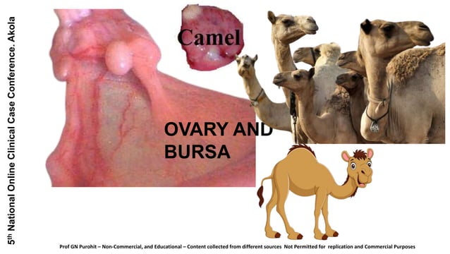Camel reproduction some facts | PPT