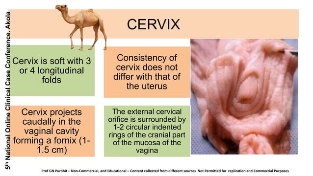 Camel reproduction some facts | PPT