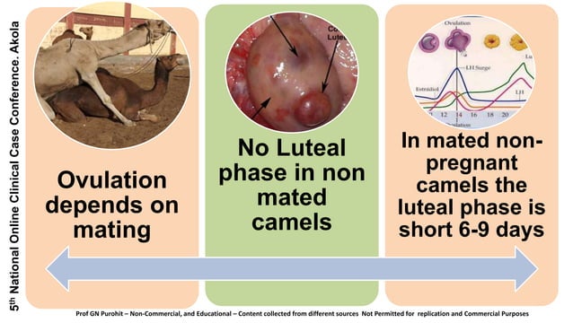 Camel reproduction some facts | PPT