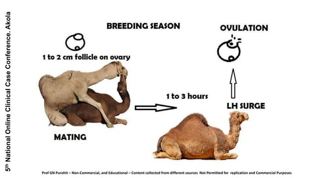Camel reproduction some facts | PPT
