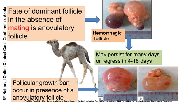 Camel reproduction some facts | PPT