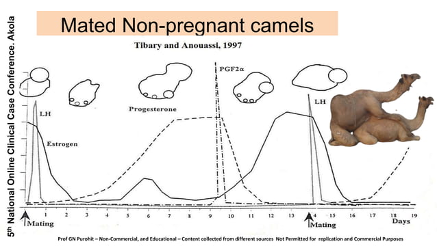 Camel reproduction some facts | PPT