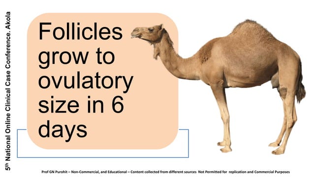 Camel reproduction some facts | PPT
