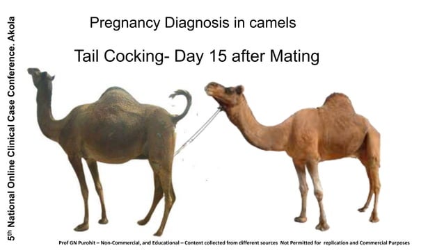 Camel reproduction some facts | PPT