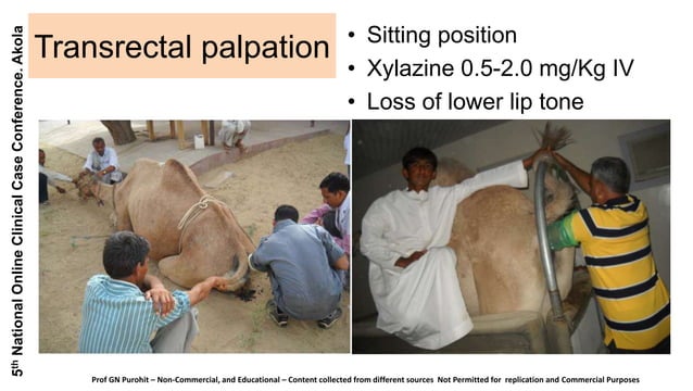 Camel reproduction some facts | PPT