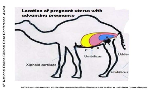 Camel reproduction some facts | PPT