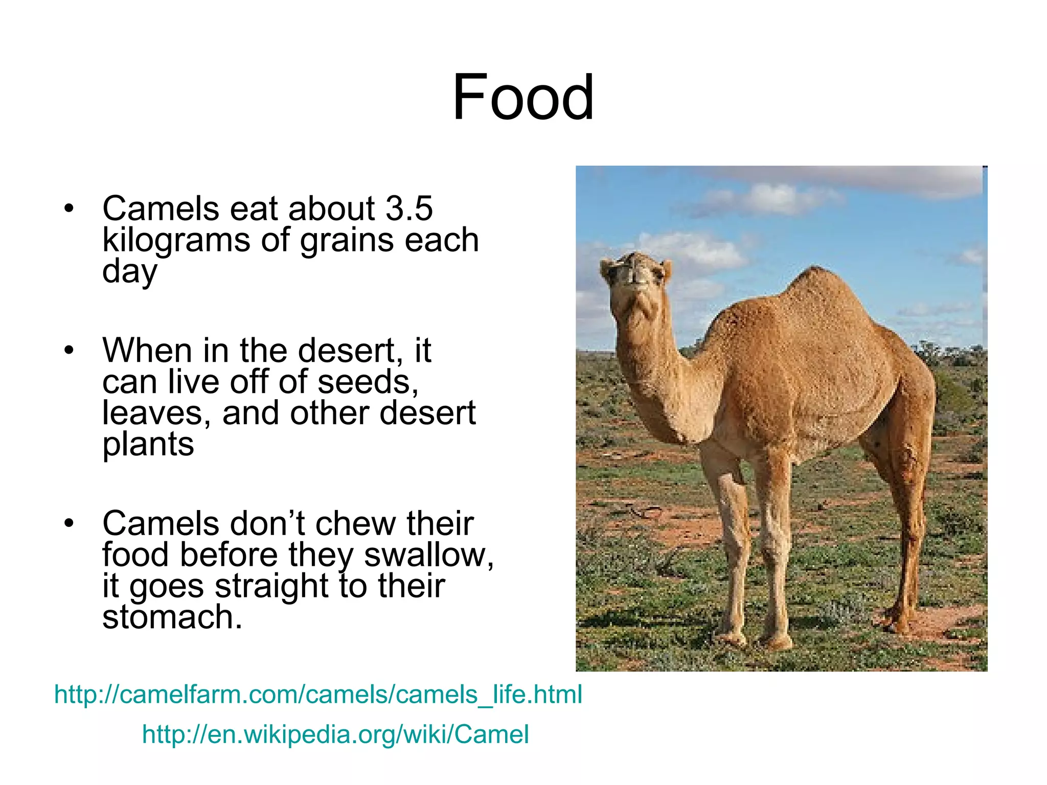 Camels | PPT | Cats | Pets