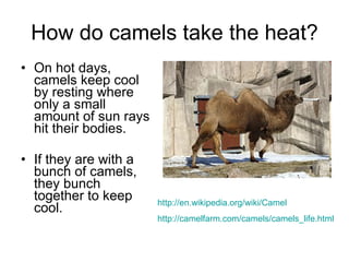 Camels | PPT | Cats | Pets