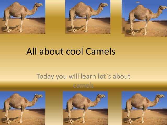 Camels | PPT