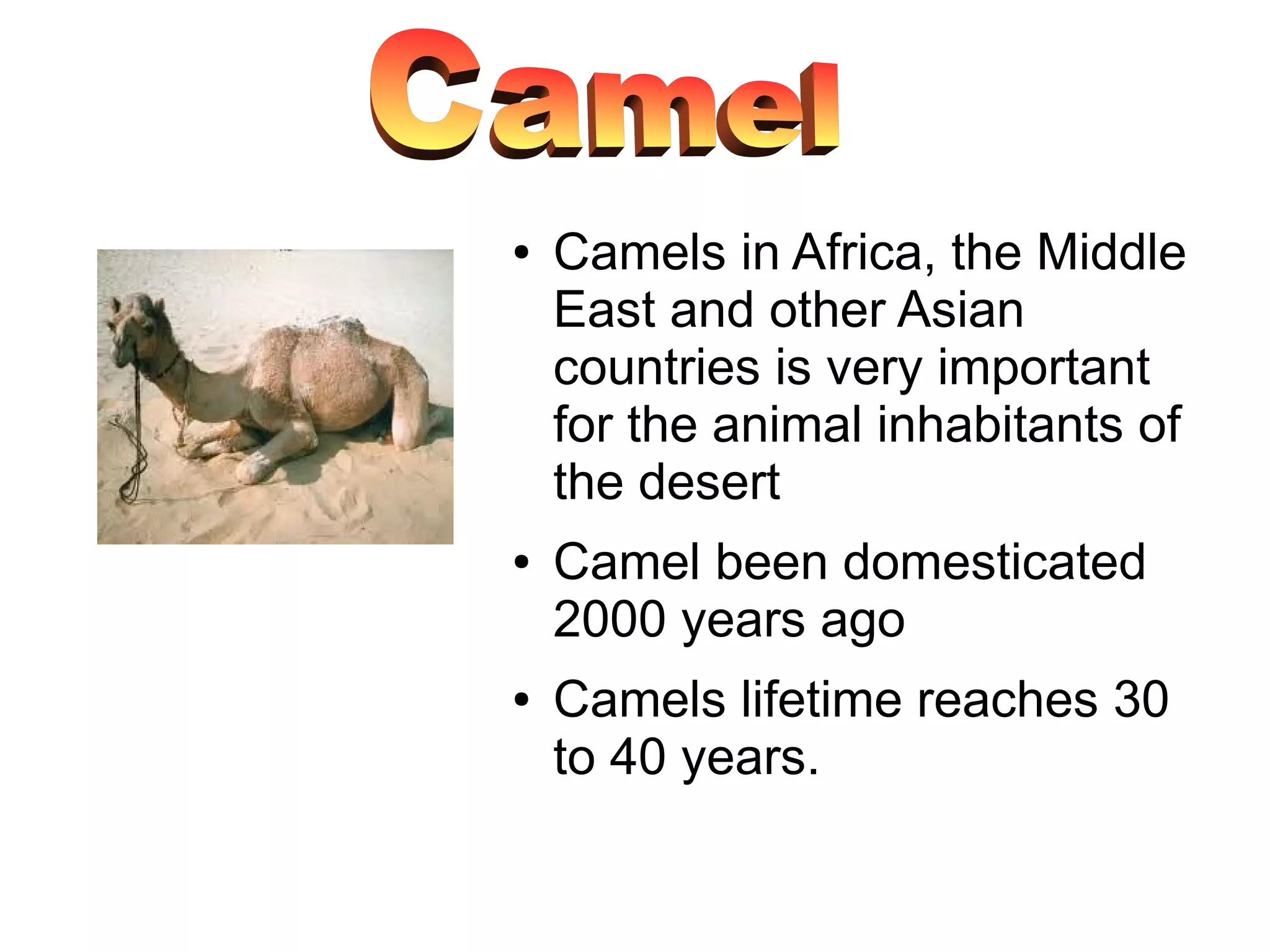 Camels | PPT