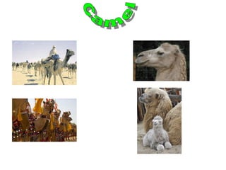 Camels | PDF | Cats | Pets