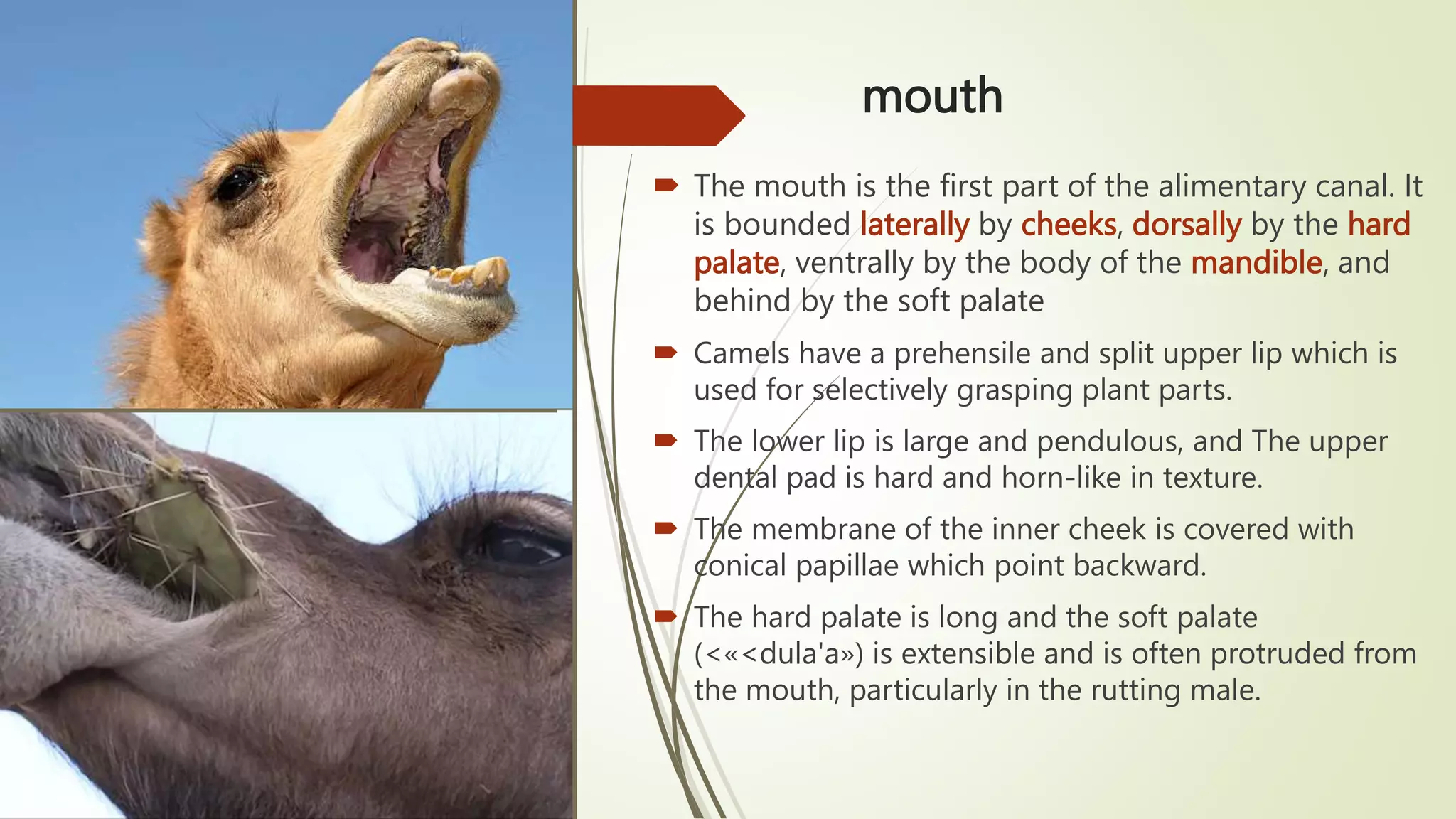 Camel’s digestive anatomy and physiology..pptx