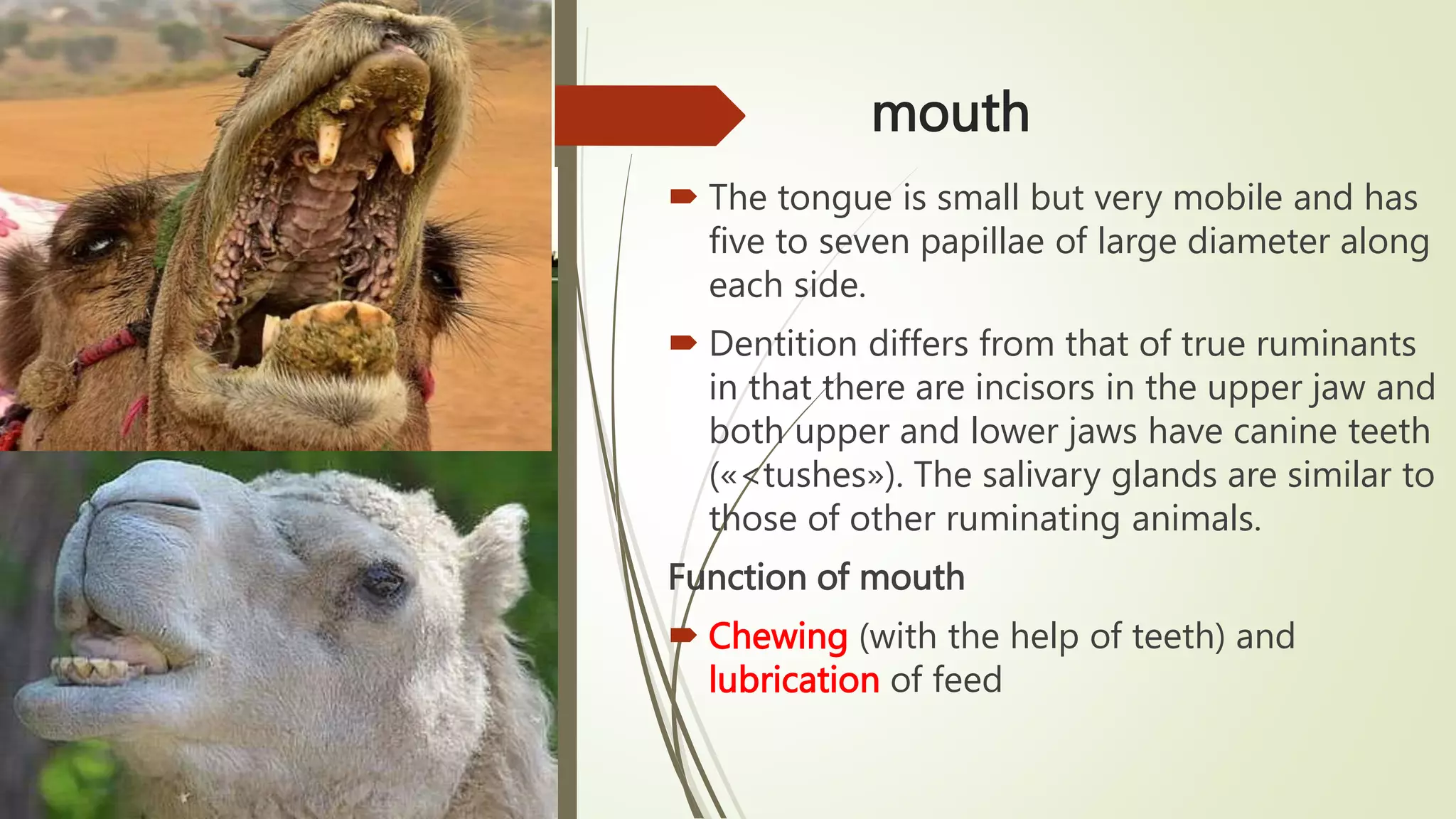 Camel’s digestive anatomy and physiology..pptx