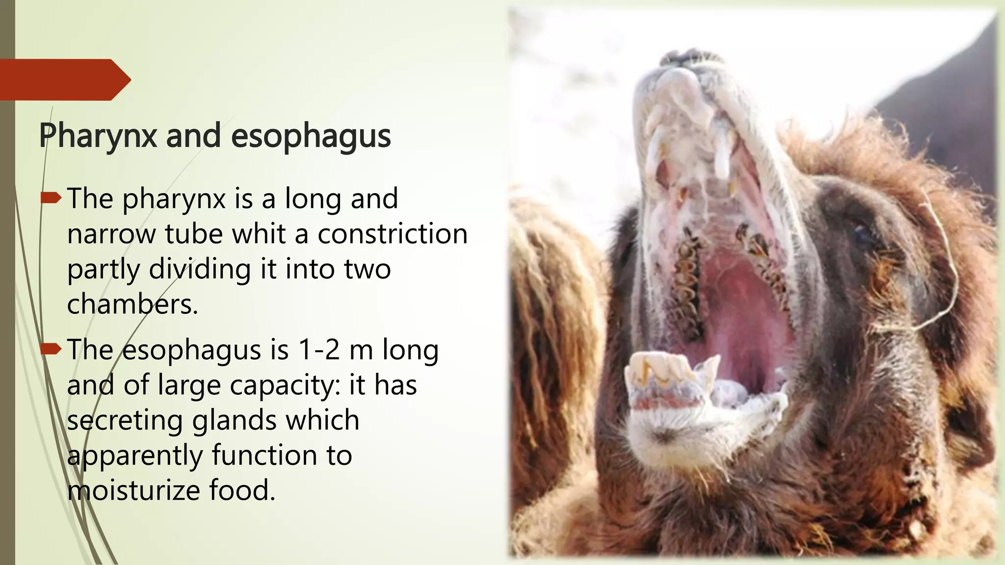 Camel’s digestive anatomy and physiology..pptx