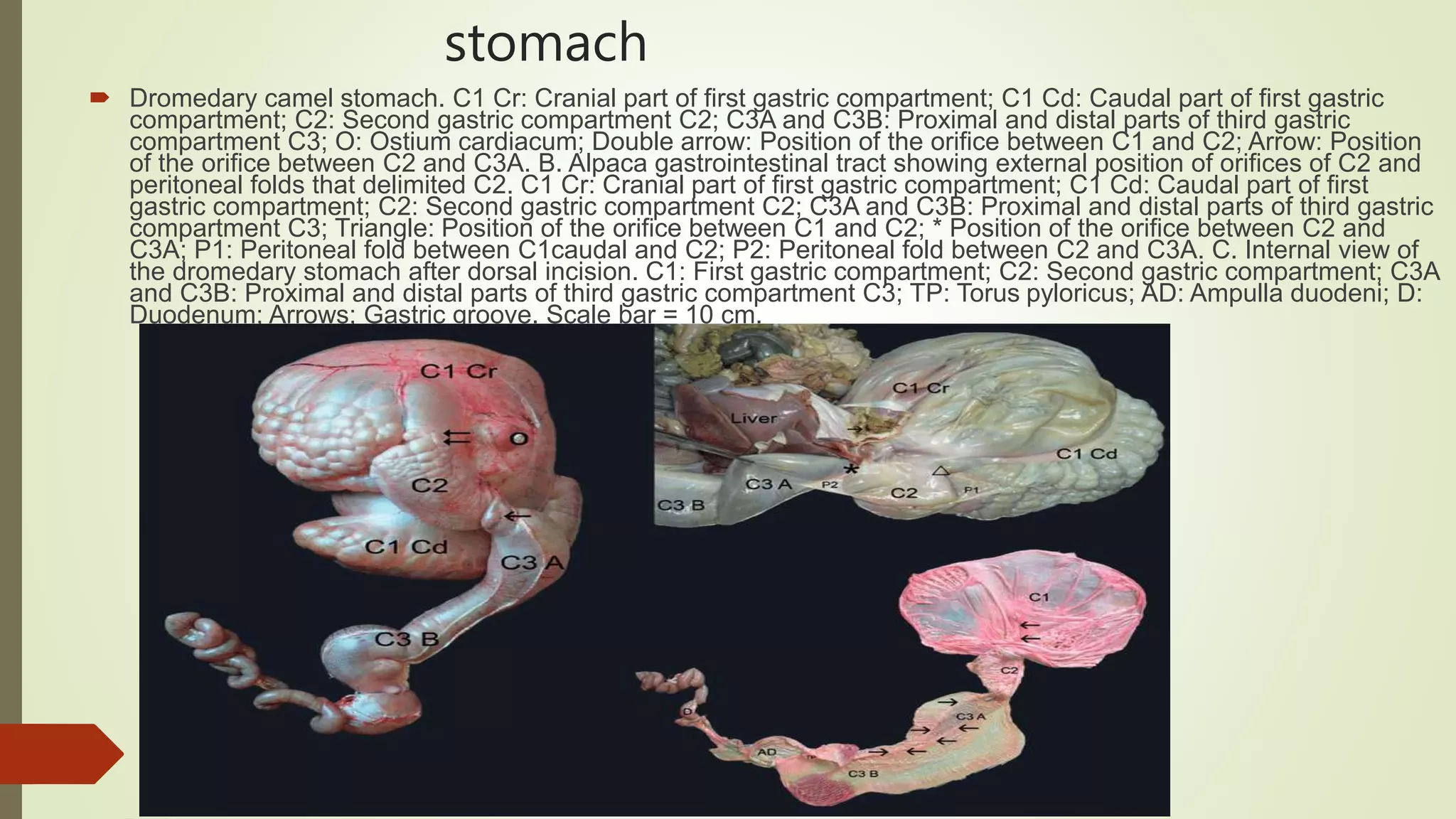 Camel’s digestive anatomy and physiology..pptx