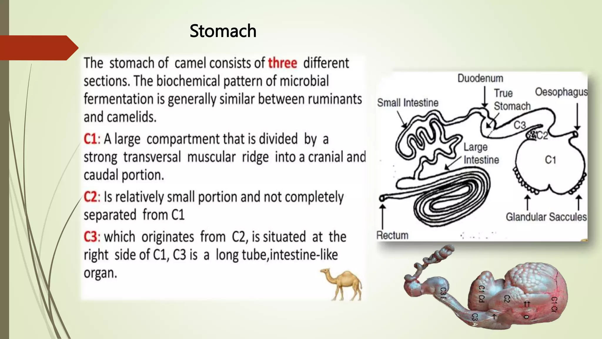 Camel’s digestive anatomy and physiology..pptx