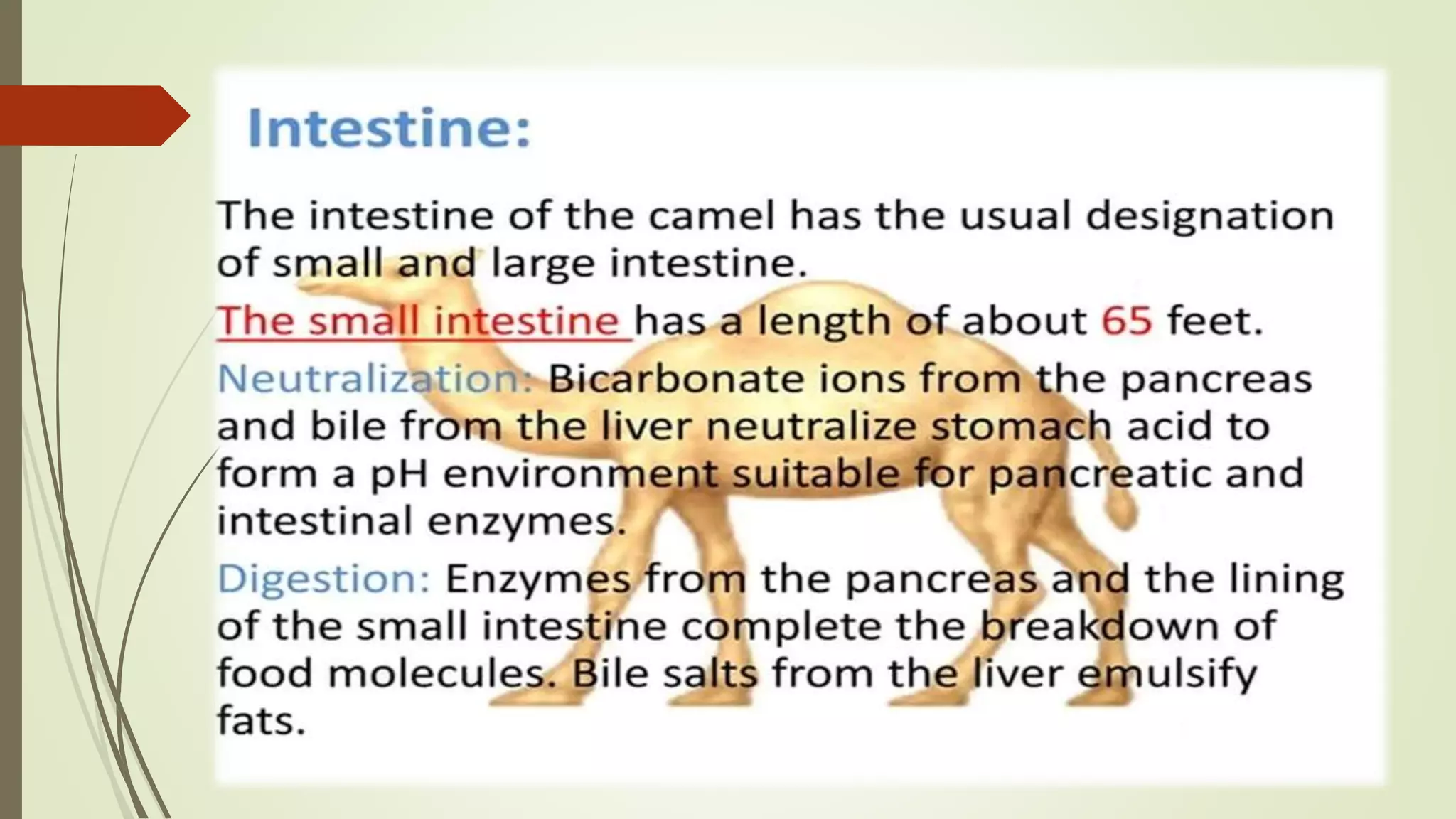 Camel’s digestive anatomy and physiology..pptx