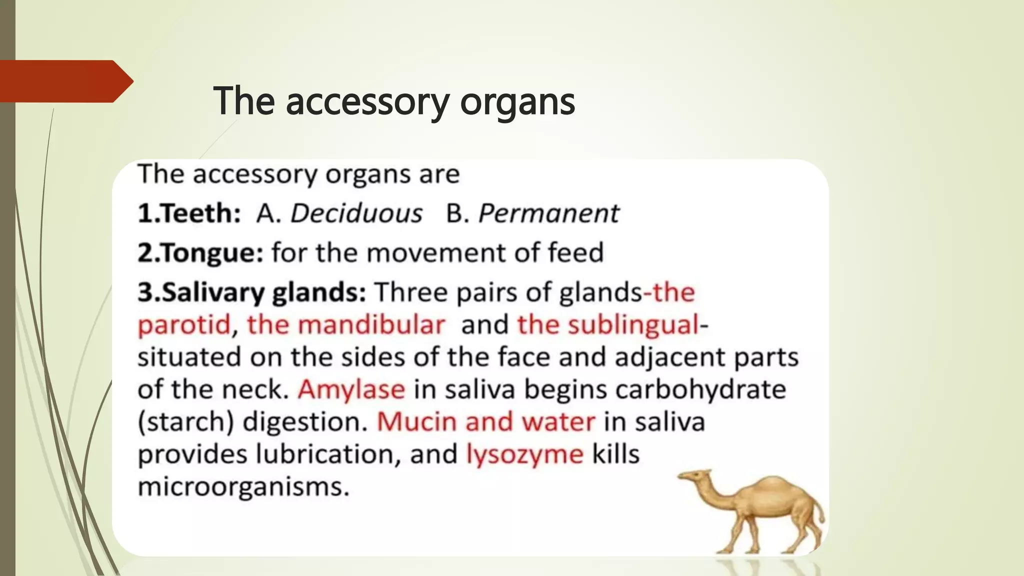 Camel’s digestive anatomy and physiology..pptx
