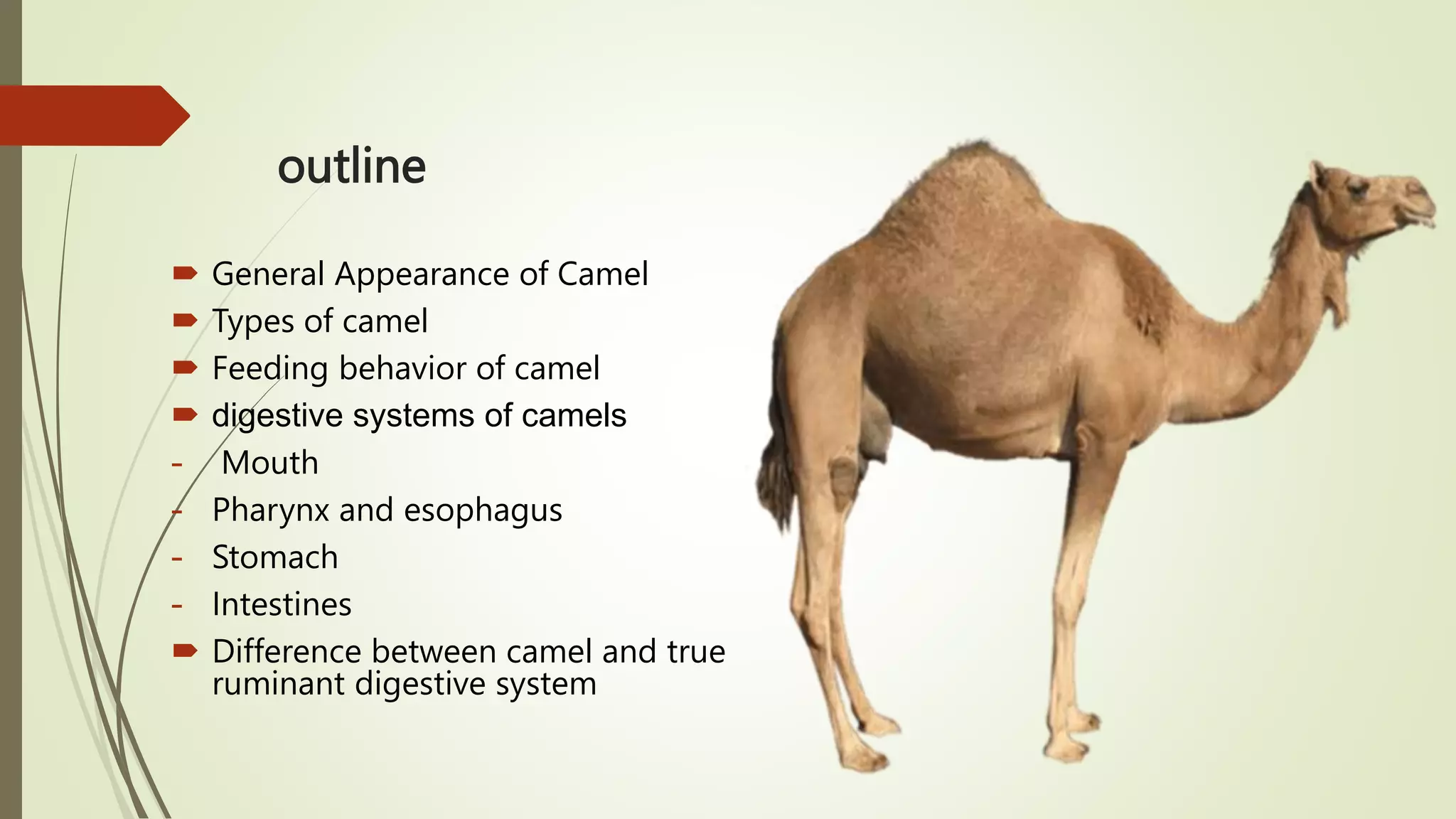 Camel’s digestive anatomy and physiology..pptx