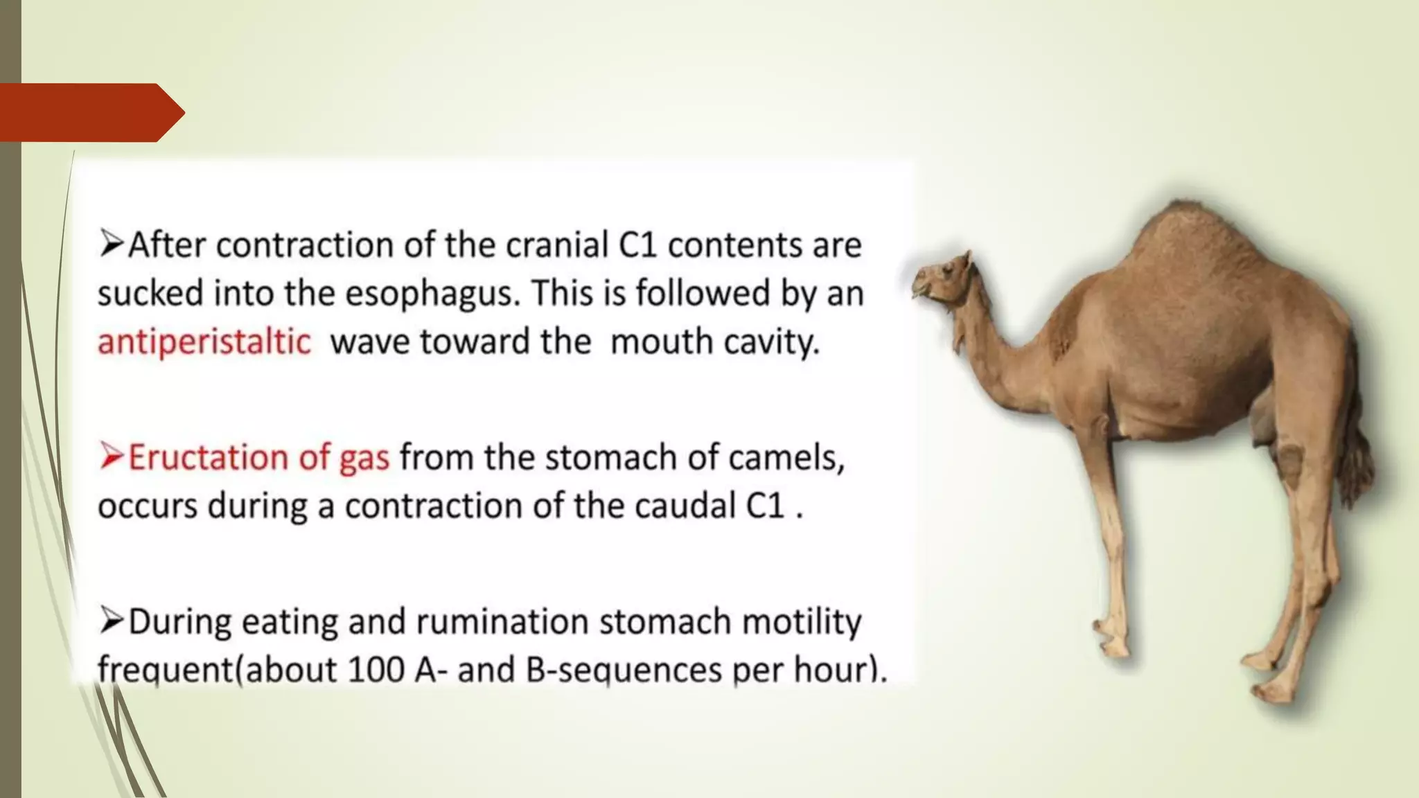 Camel’s digestive anatomy and physiology..pptx