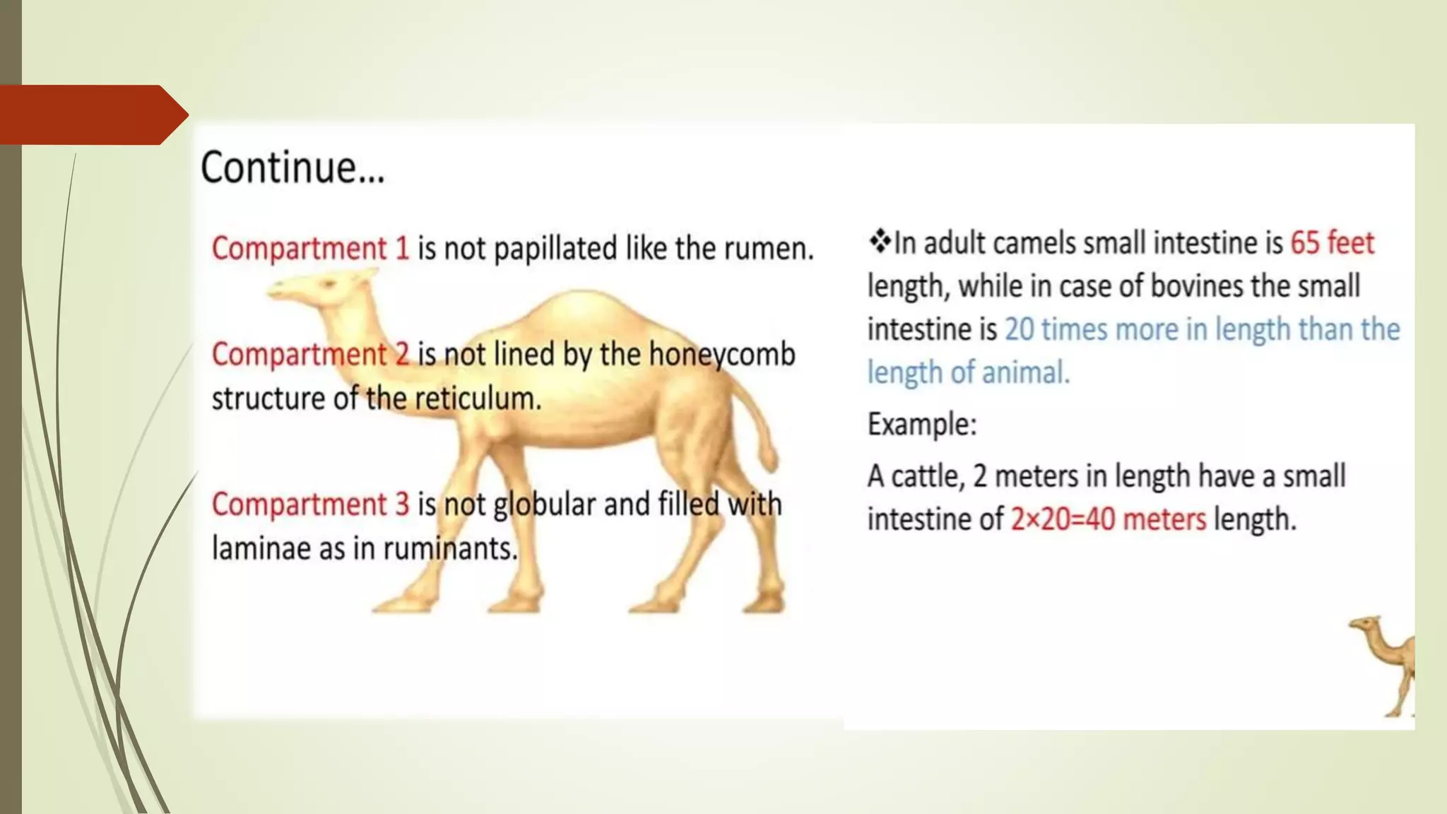 Camel’s digestive anatomy and physiology..pptx