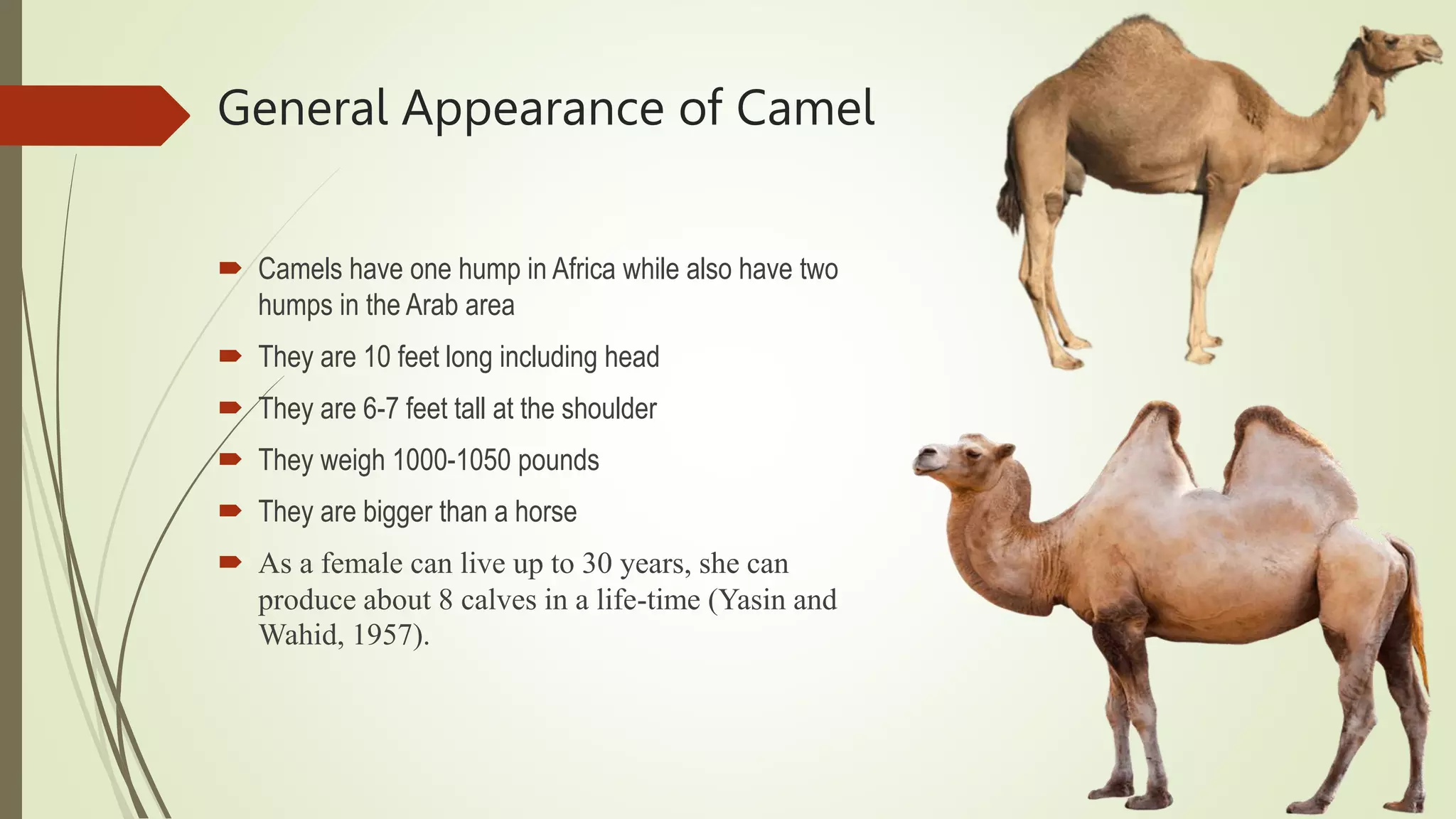 Camel’s digestive anatomy and physiology..pptx