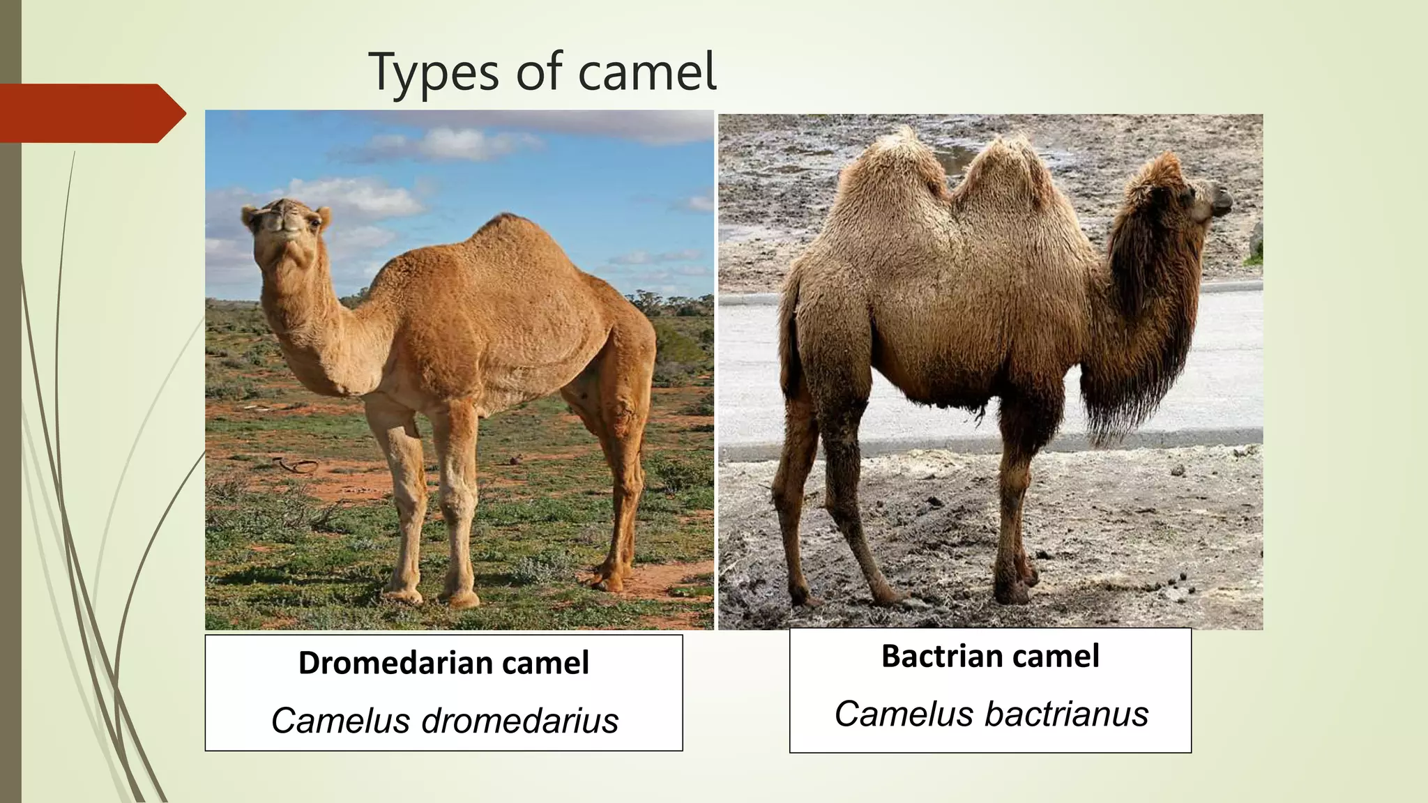 Camel’s digestive anatomy and physiology..pptx