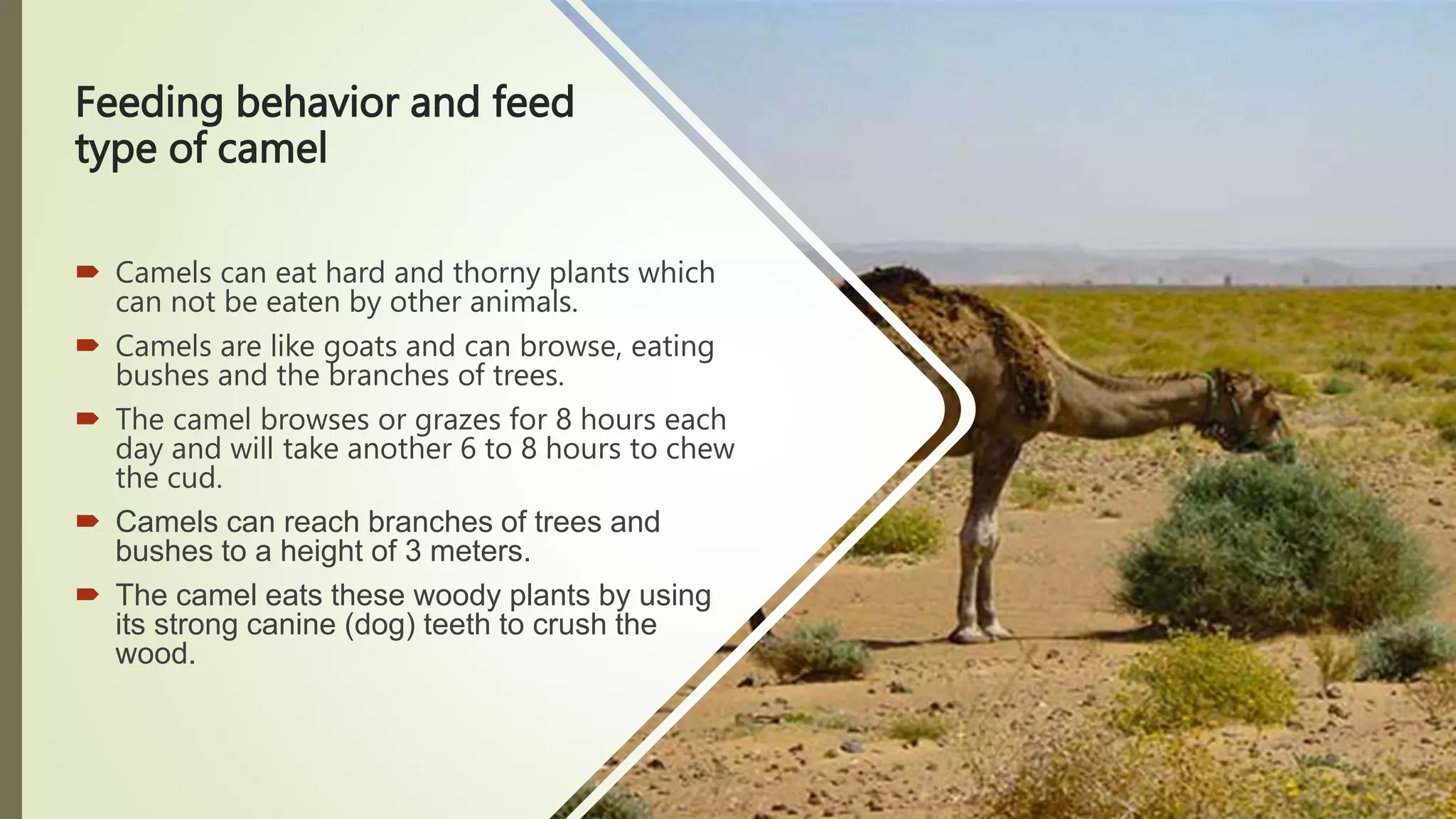 Camel’s digestive anatomy and physiology..pptx