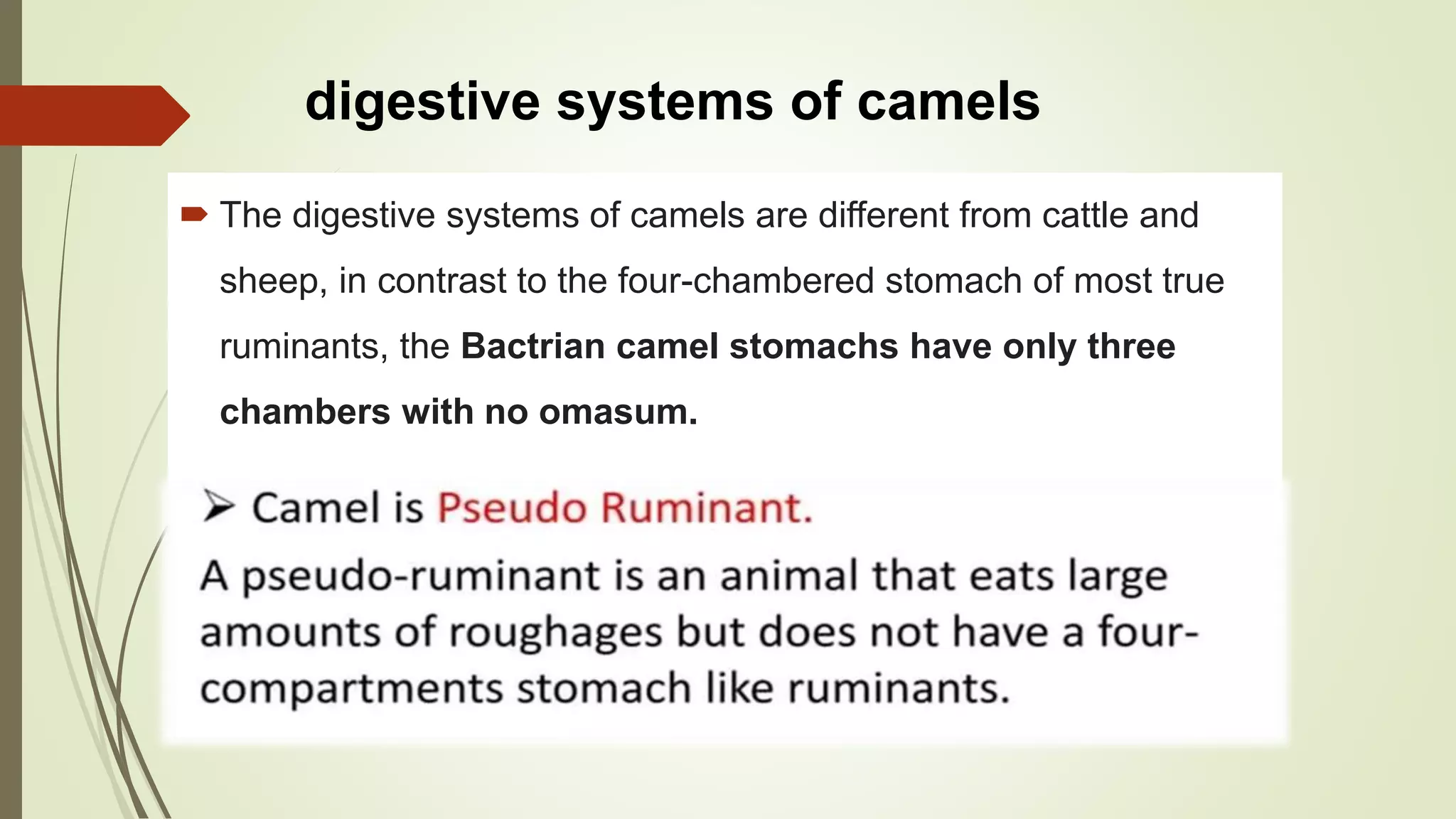 Camel’s digestive anatomy and physiology..pptx