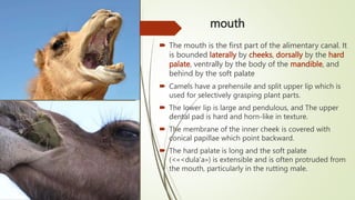 Camel’s digestive anatomy and physiology..pptx