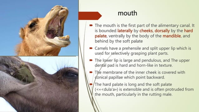 Camel’s digestive anatomy and physiology..pptx