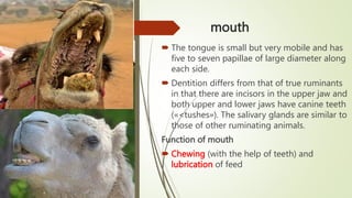 Camel’s digestive anatomy and physiology..pptx
