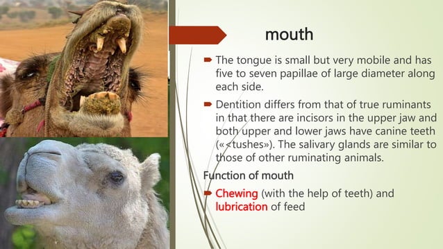 Camel’s digestive anatomy and physiology..pptx