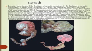 Camel’s digestive anatomy and physiology..pptx