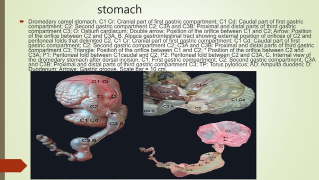 Camel’s digestive anatomy and physiology..pptx
