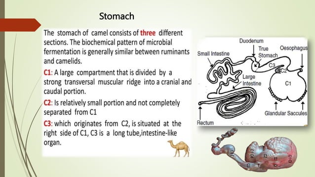 Camel’s digestive anatomy and physiology..pptx